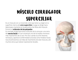 musculoscaramasticacion2022-220920000320-4627754b (1).pdf