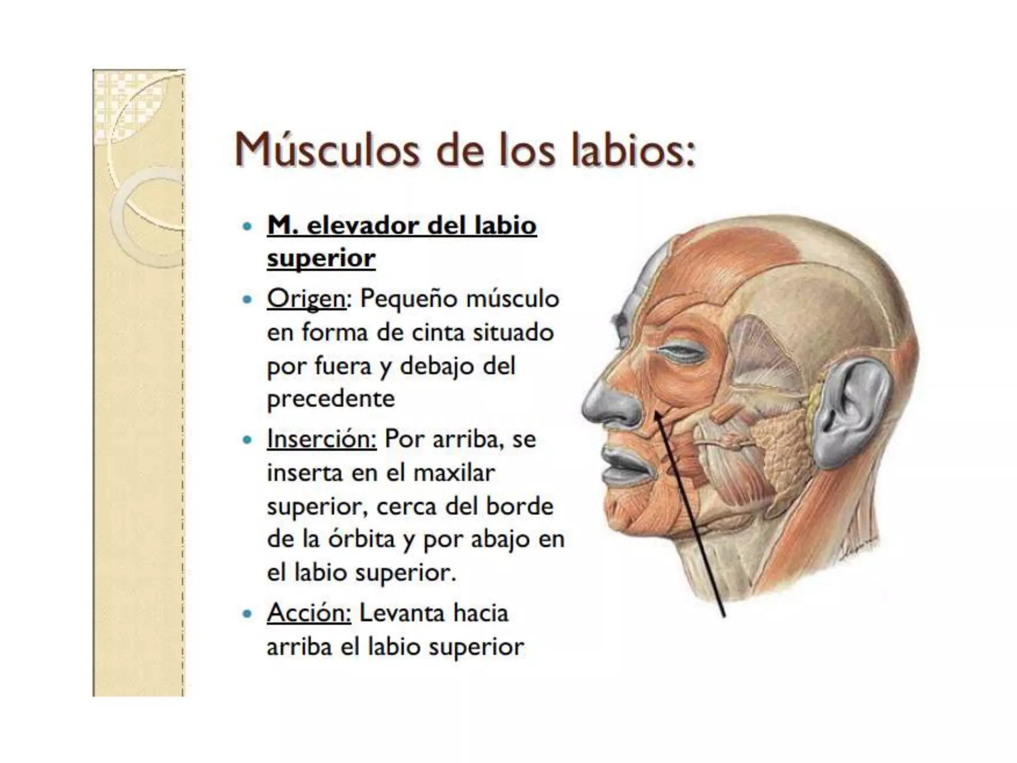 Musculos cutaneos 2 | PPTX