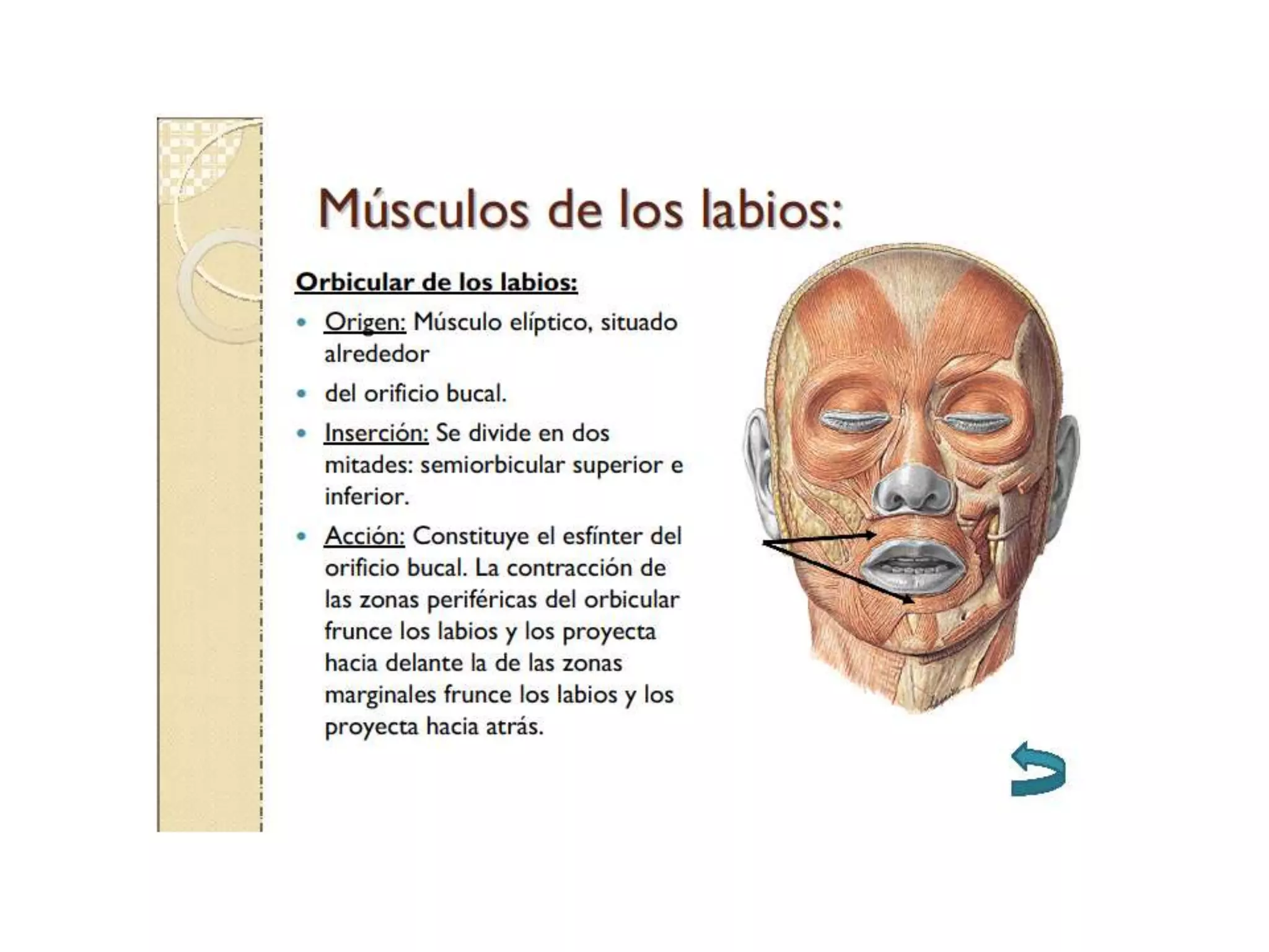 Musculos cutaneos 2 | PPTX