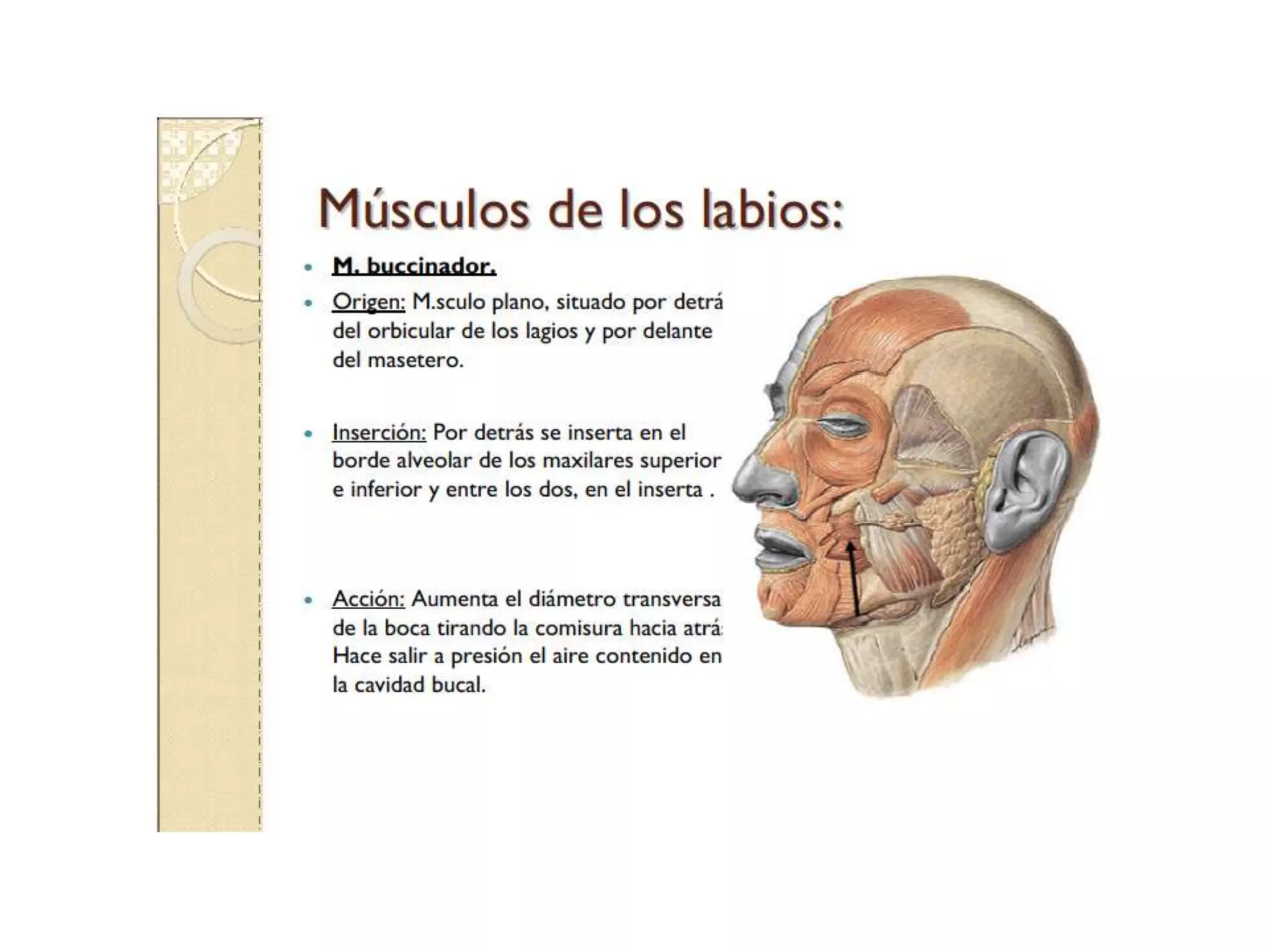 Musculos cutaneos 2 | PPTX