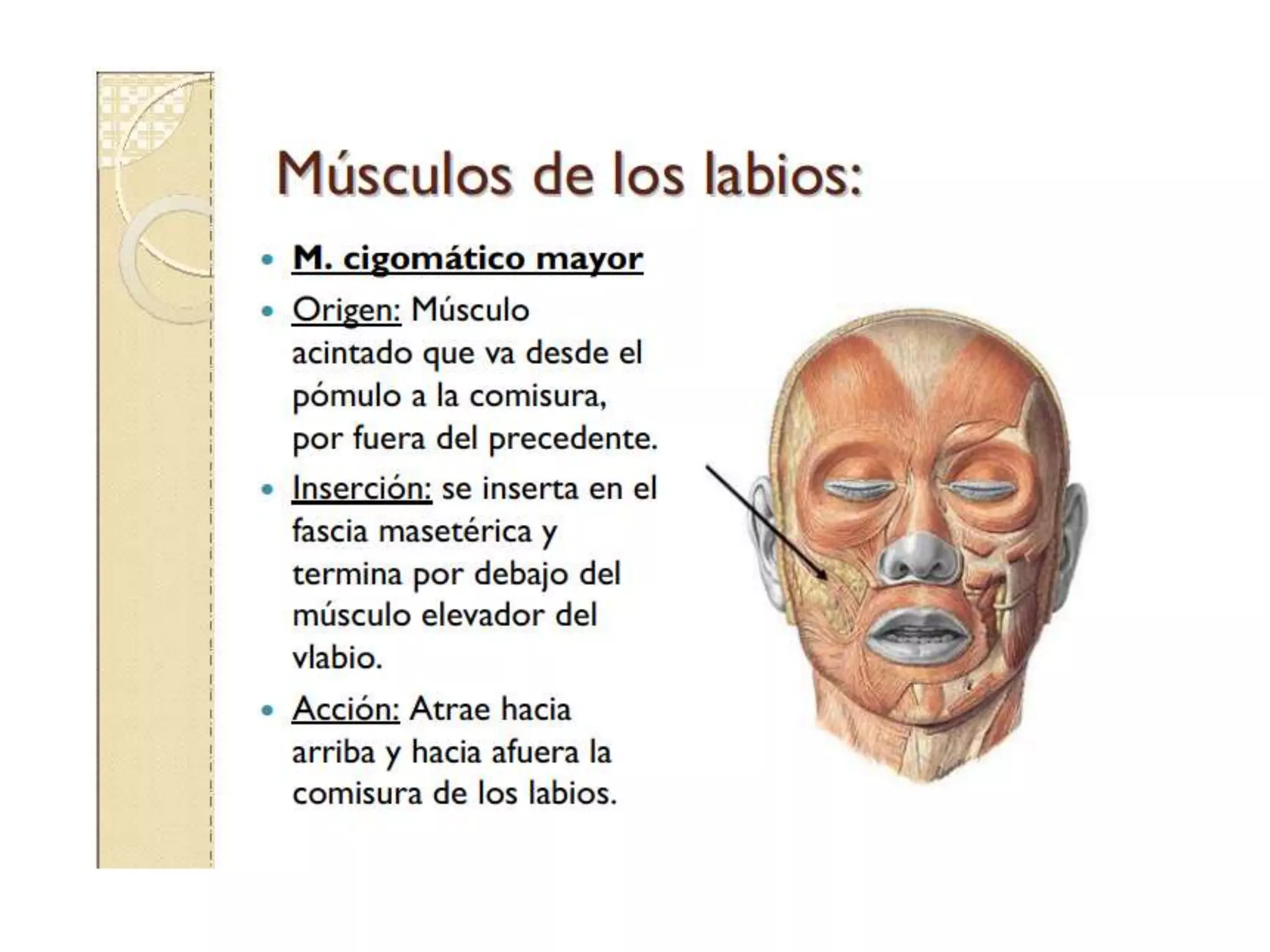 Musculos cutaneos 2 | PPTX