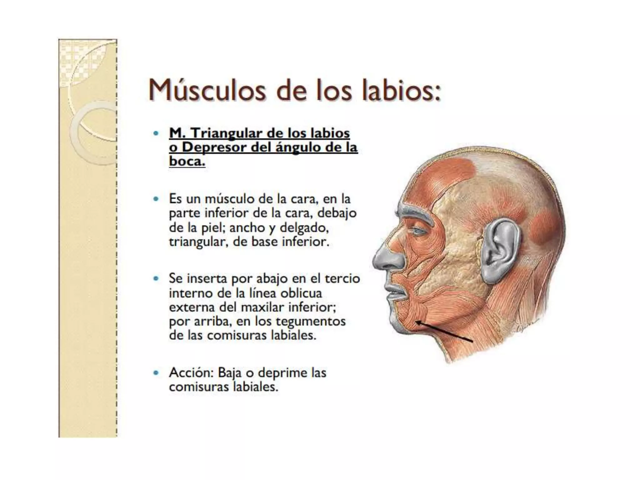 Musculos cutaneos 2 | PPTX