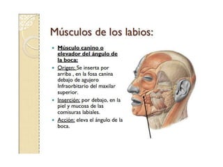 Musculos cutaneos 2 | PPTX