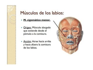 Musculos cutaneos 2 | PPTX