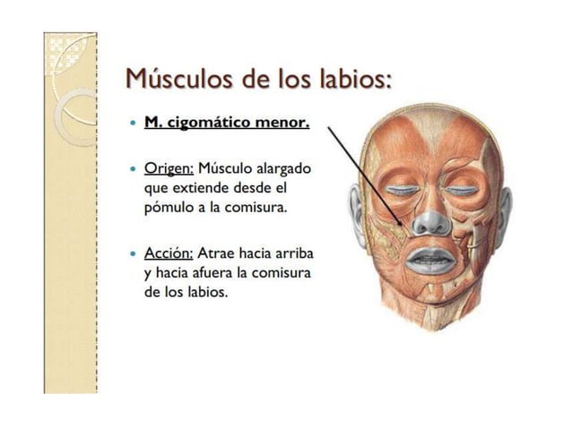 Musculos cutaneos 2 | PPTX