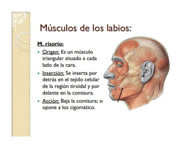 Musculos cutaneos 2 | PPTX