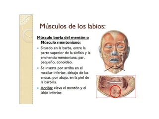 Musculos cutaneos 2 | PPTX