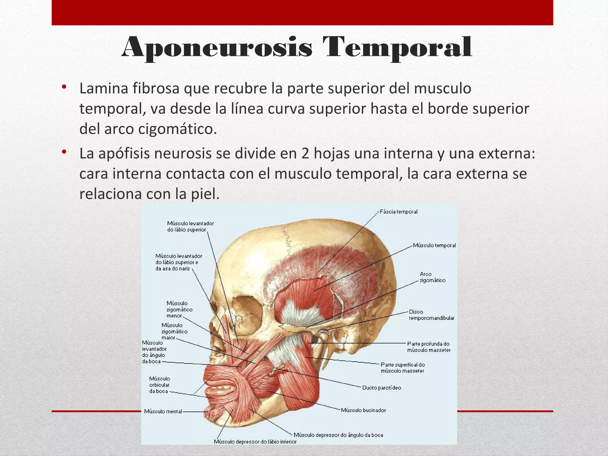 Musculos cutaneos de la cara | PPT