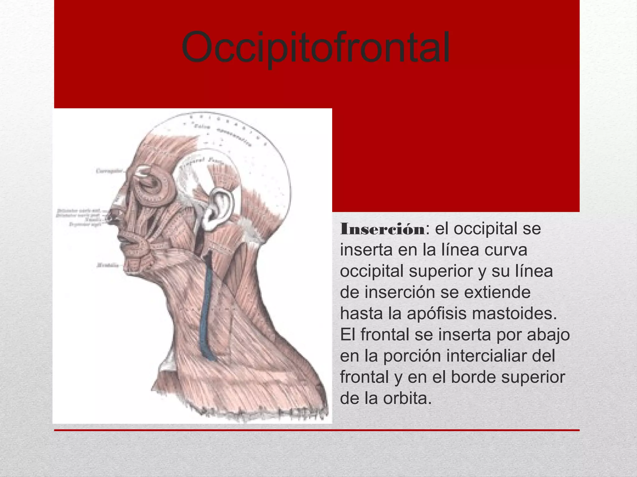 Musculos cutaneos de la cara | PPT