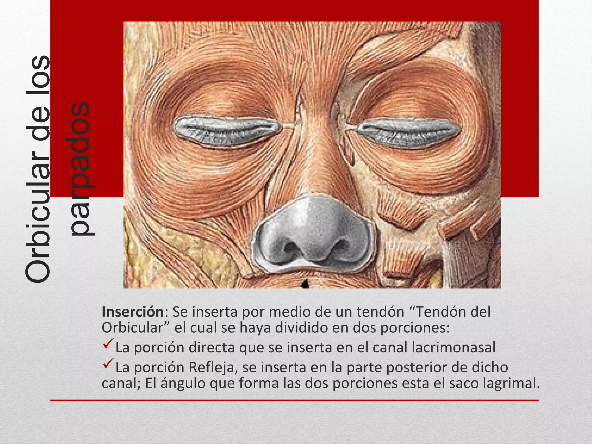 Musculos cutaneos de la cara | PPT