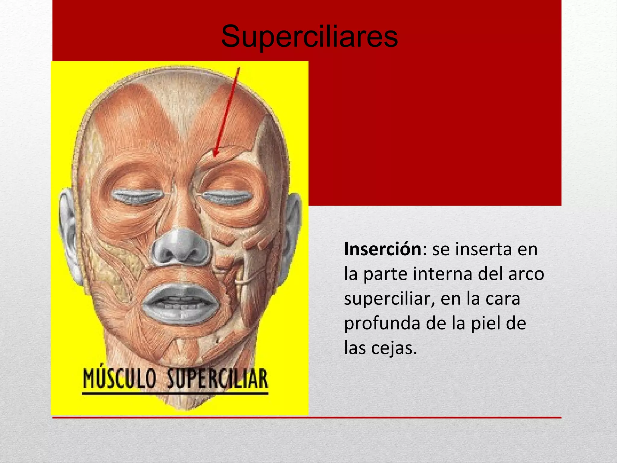 Musculos cutaneos de la cara | PPT