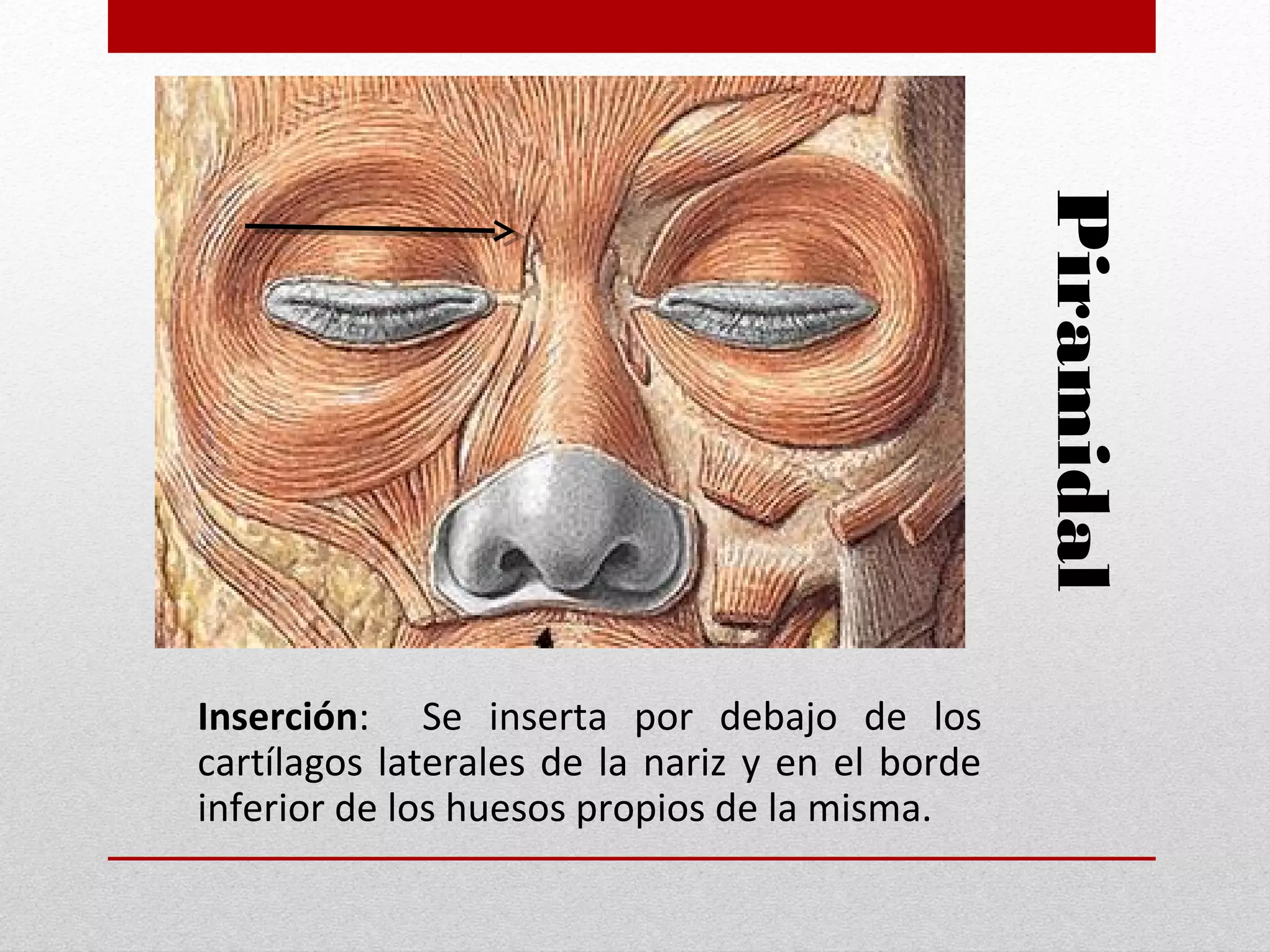 Musculos cutaneos de la cara | PPT