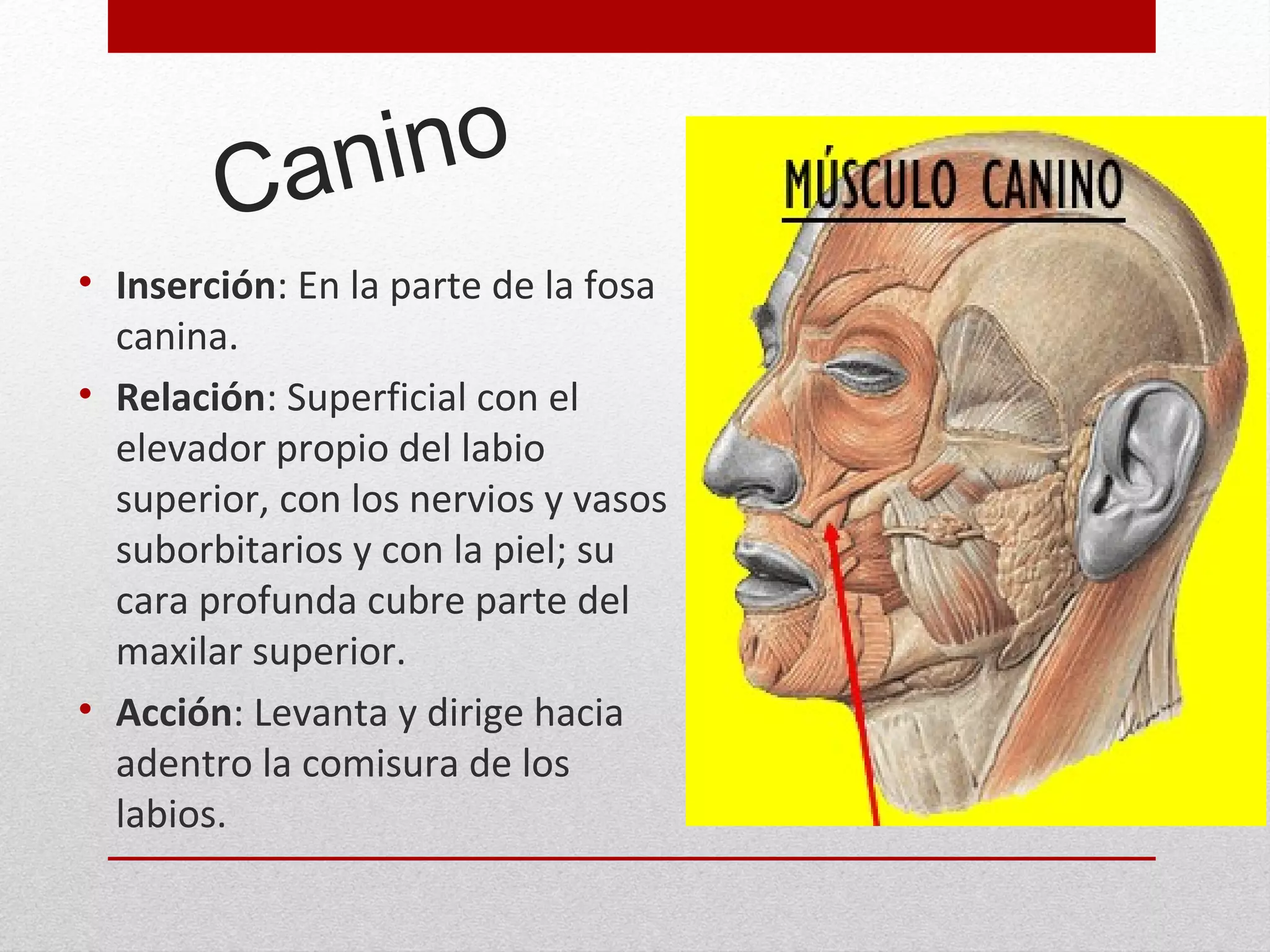 Musculos cutaneos de la cara | PPT