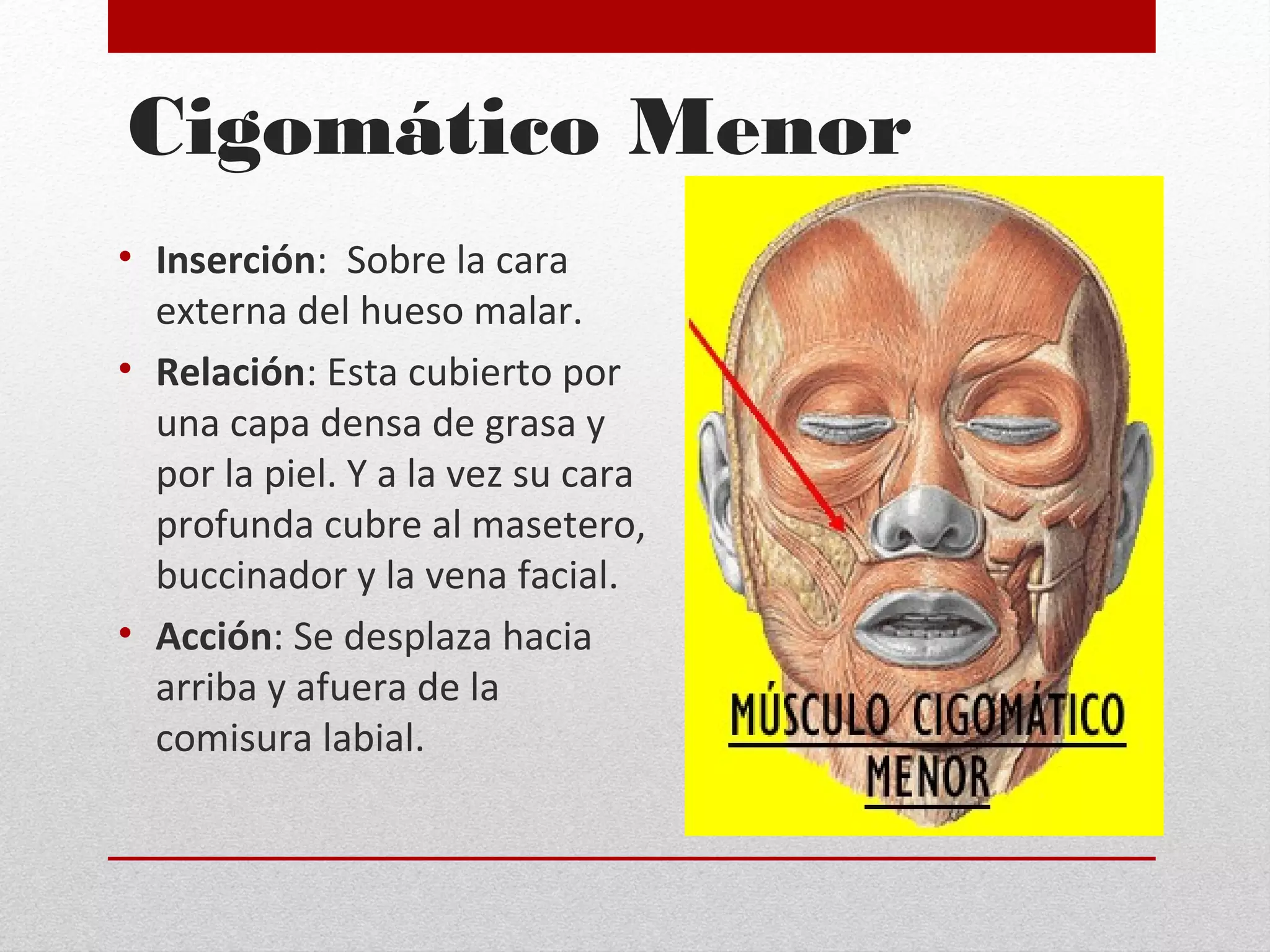 Musculos cutaneos de la cara | PPT
