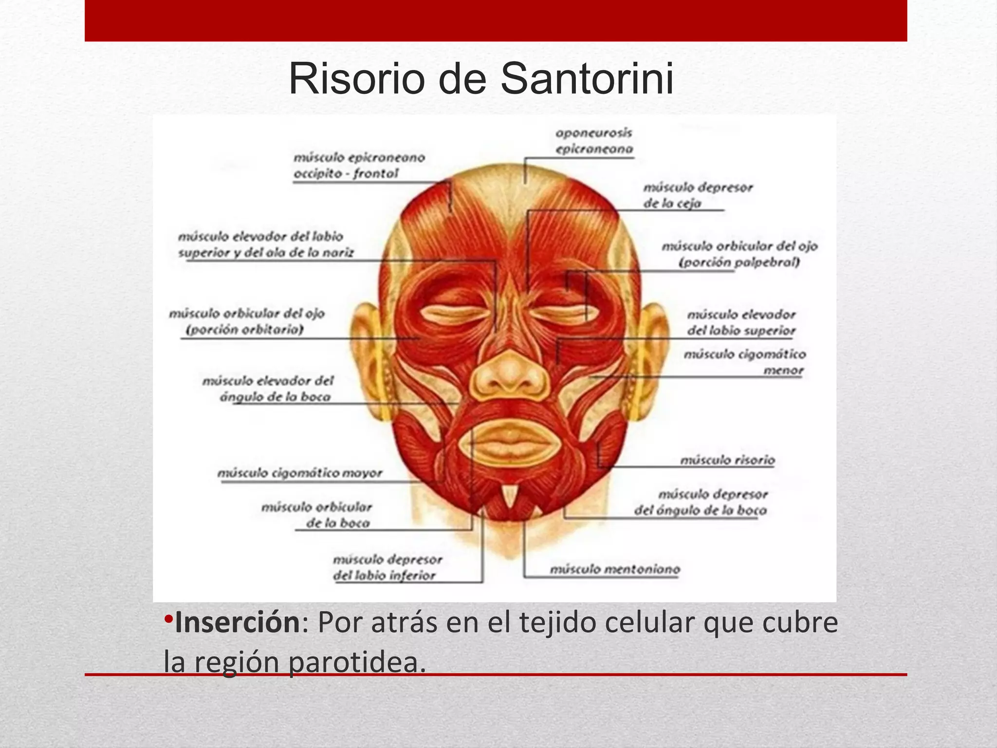 Musculos cutaneos de la cara | PPT
