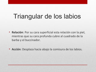 Musculos cutaneos de la cara | PPT