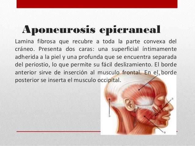 Musculos cutaneos de la cara