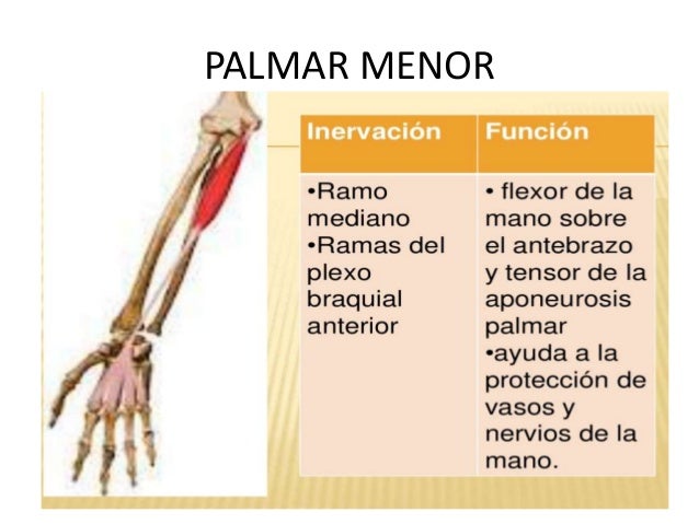 Musculos de antebrazo