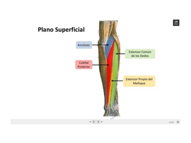 Musculos de antebrazo