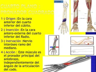 Musculos de antebrazo | PPTX