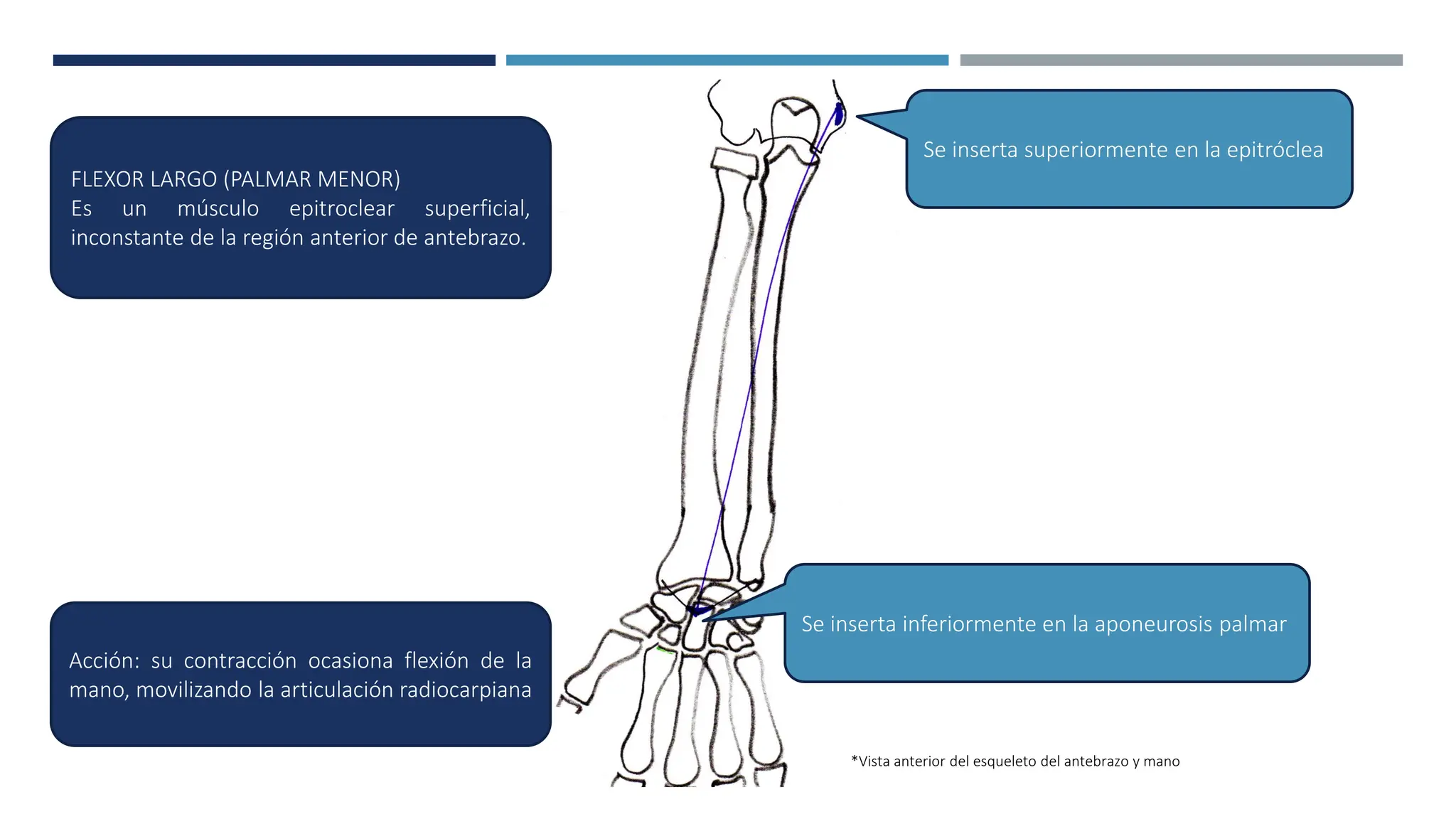 MUSCULOS_DE_ANTEBRAZO de anatomia y fisiologia .pdf