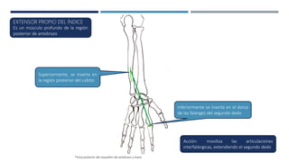 MUSCULOS_DE_ANTEBRAZO de anatomia y fisiologia .pdf