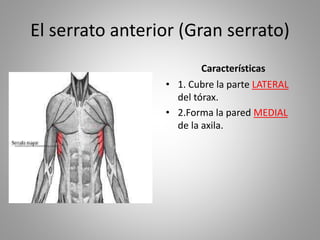 Musculos de brazo | PPTX