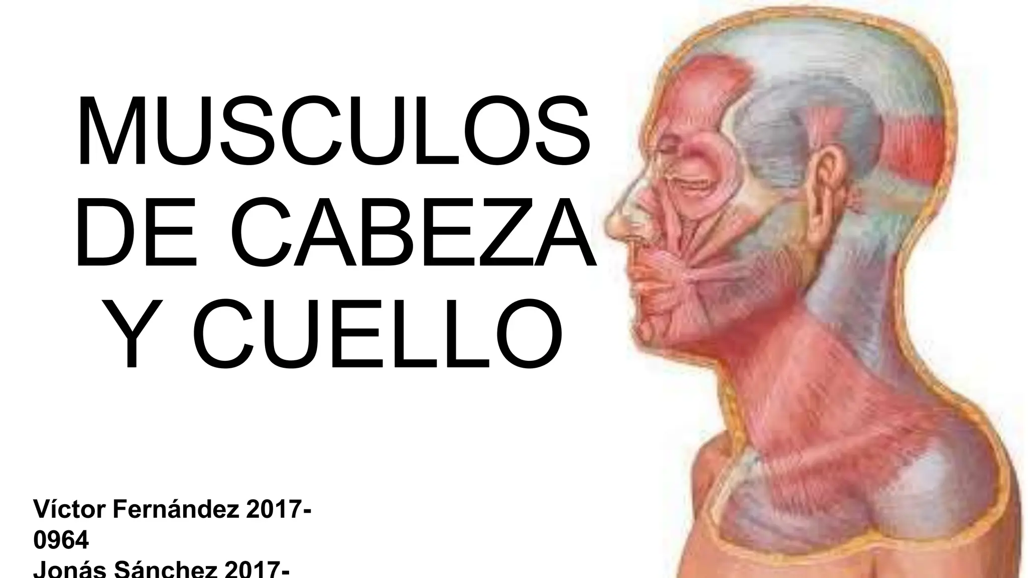Musculos de cabeza y cuello ANATOMIA I .pptx