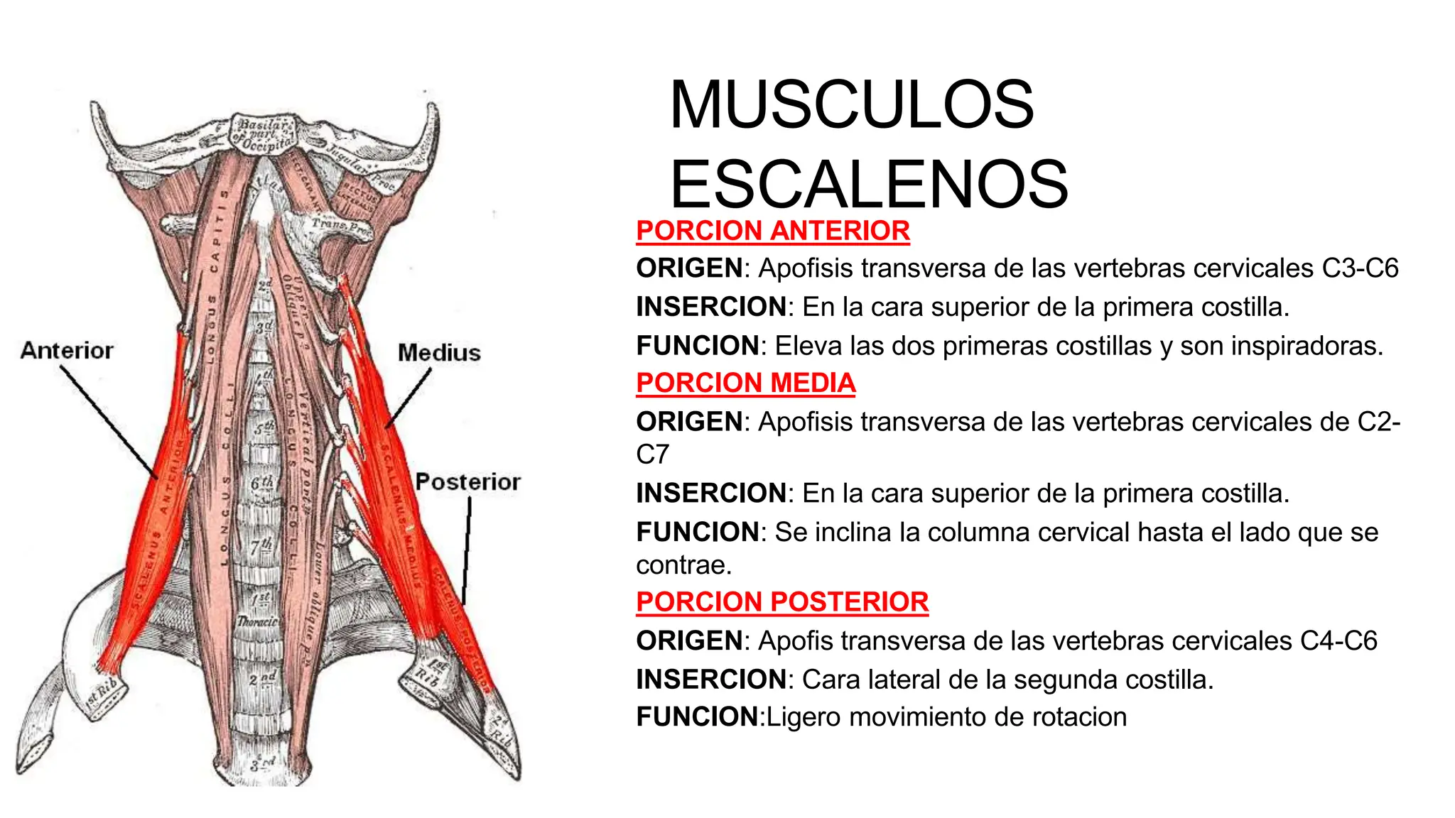 Musculos de cabeza y cuello ANATOMIA I .pptx