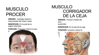 Musculos de cabeza y cuello ANATOMIA I .pptx