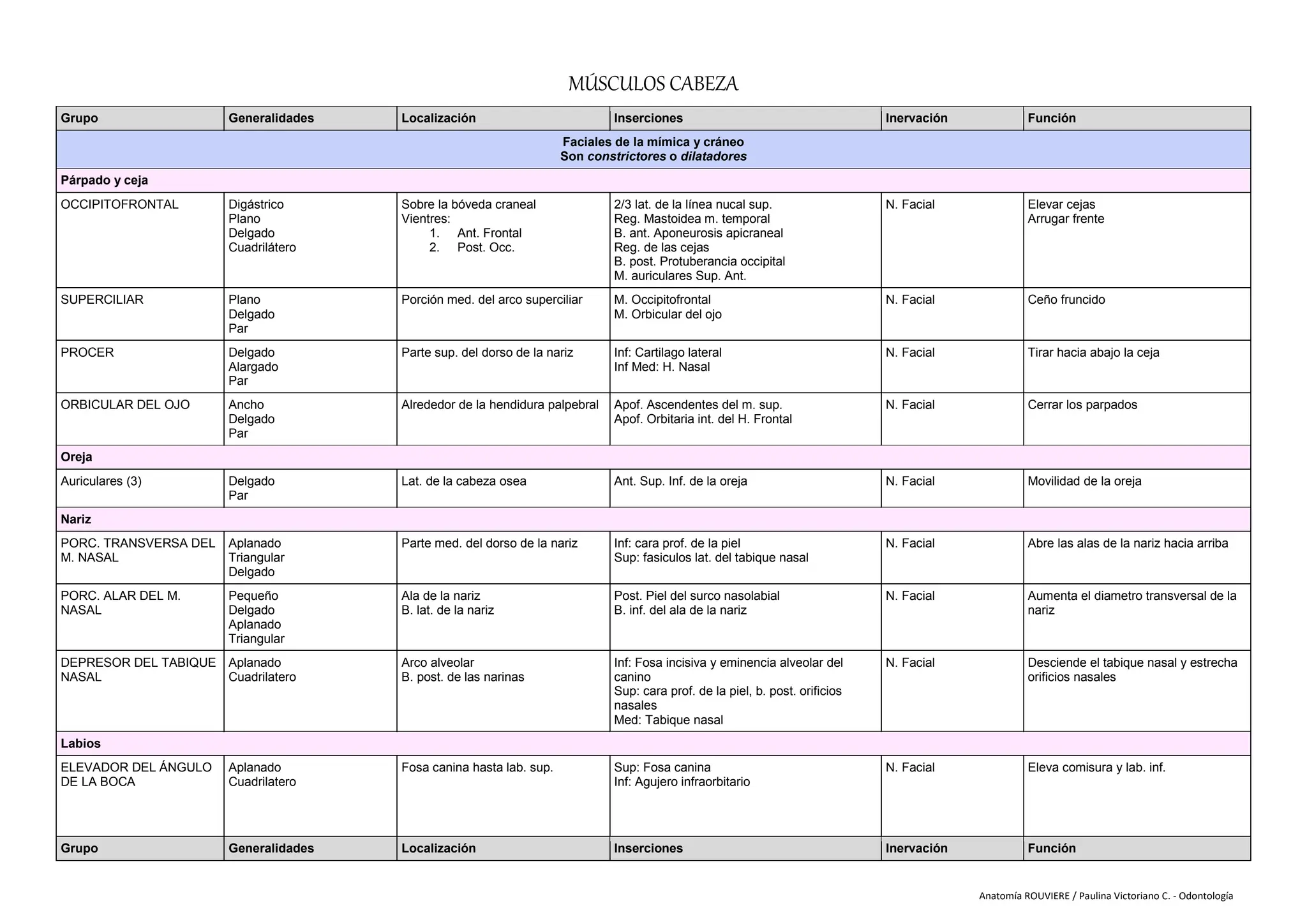 Músculos de cabeza y cuello clasificacion segun rouviere | DOCX