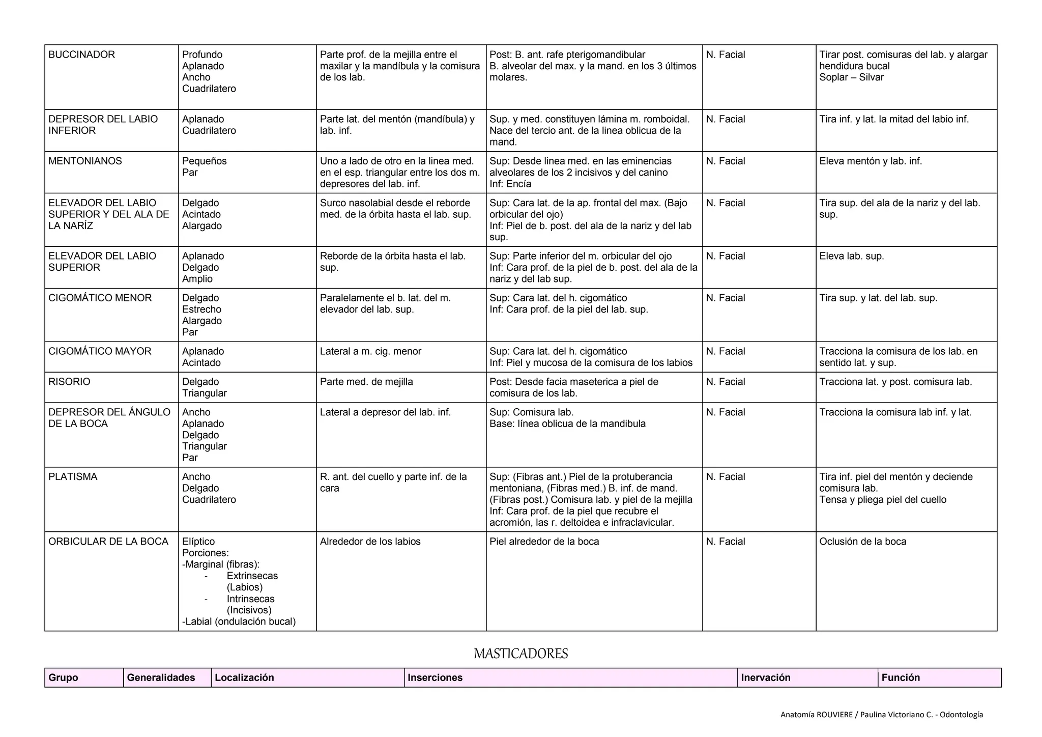 Músculos de cabeza y cuello clasificacion segun rouviere | DOCX