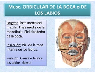 Musculos de cara y craneo | PDF