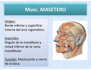 Musculos de cara y craneo | PDF