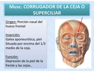 Musculos de cara y craneo | PDF
