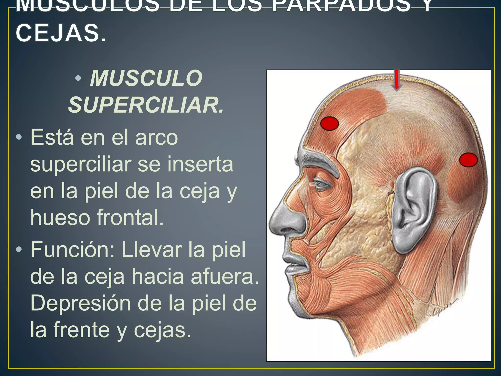 Musculos de cara y cuello | PPTX