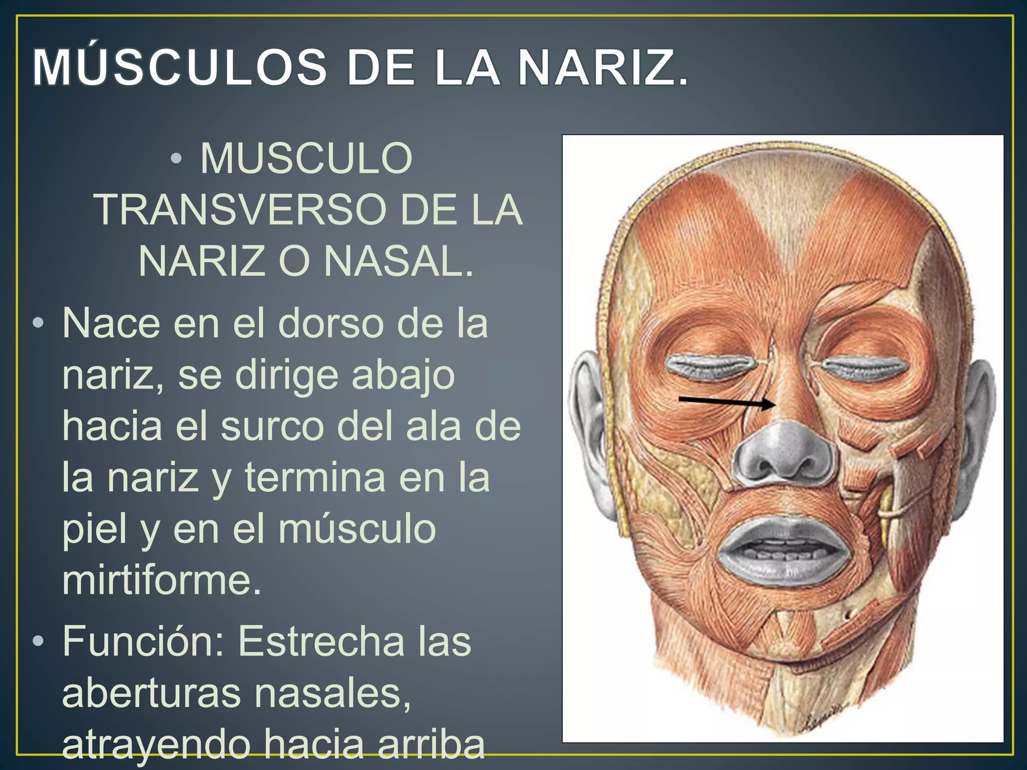 Musculos de cara y cuello | PPT