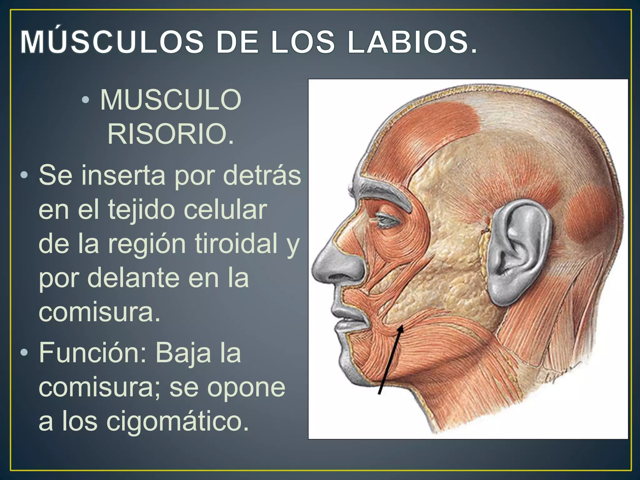 Musculos de cara y cuello | PPT