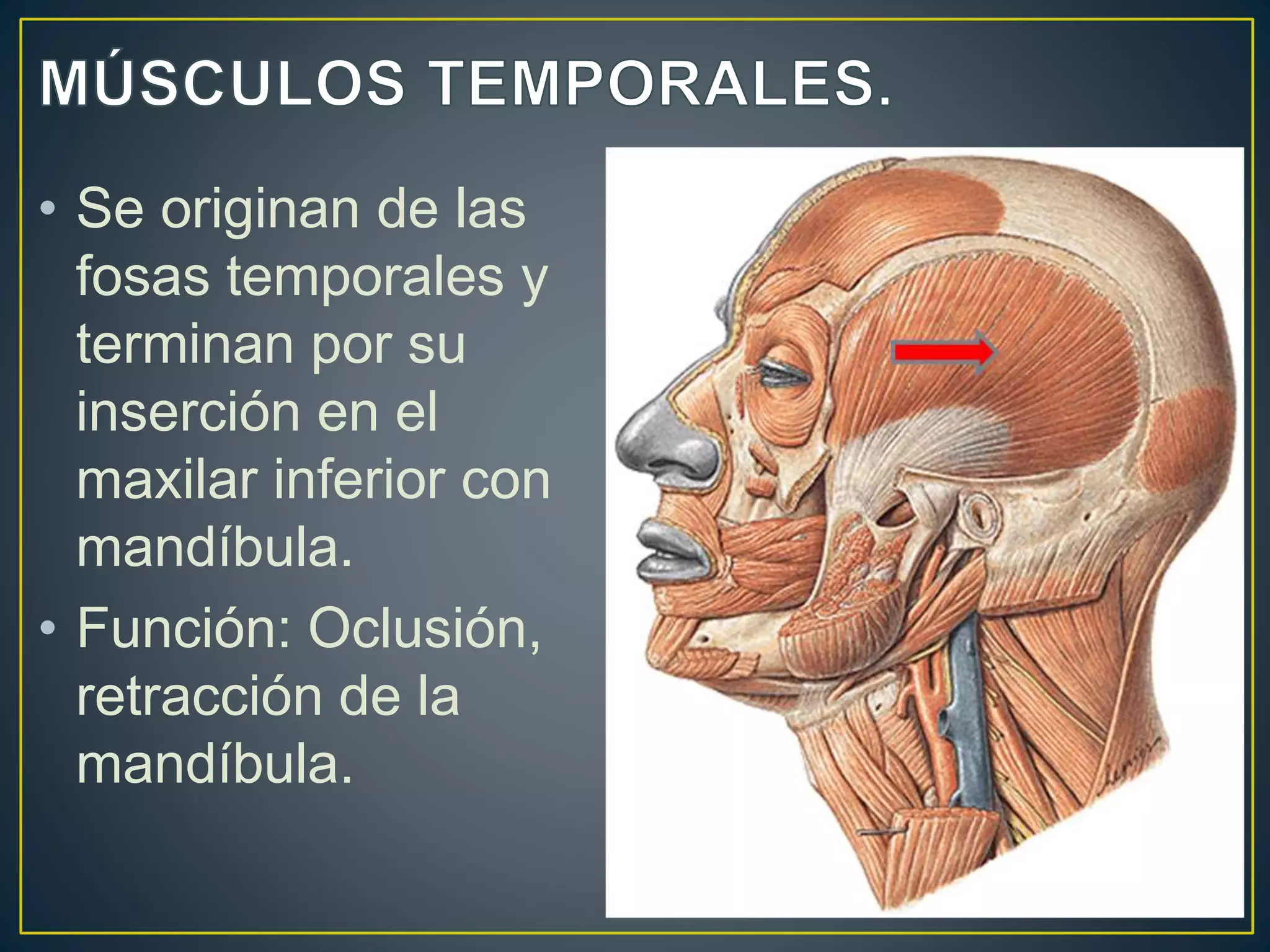 Musculos de cara y cuello | PPT