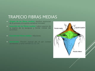 musculos de columna.ppt