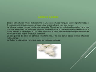 musculos de columna.ppt
