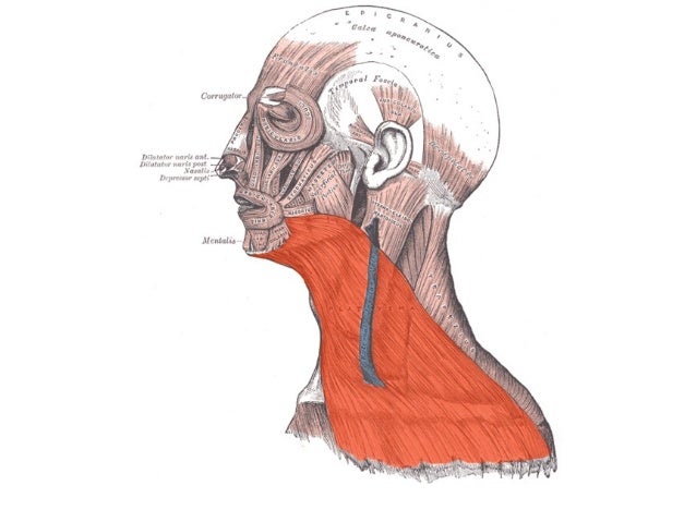 Musculos Del Cuello