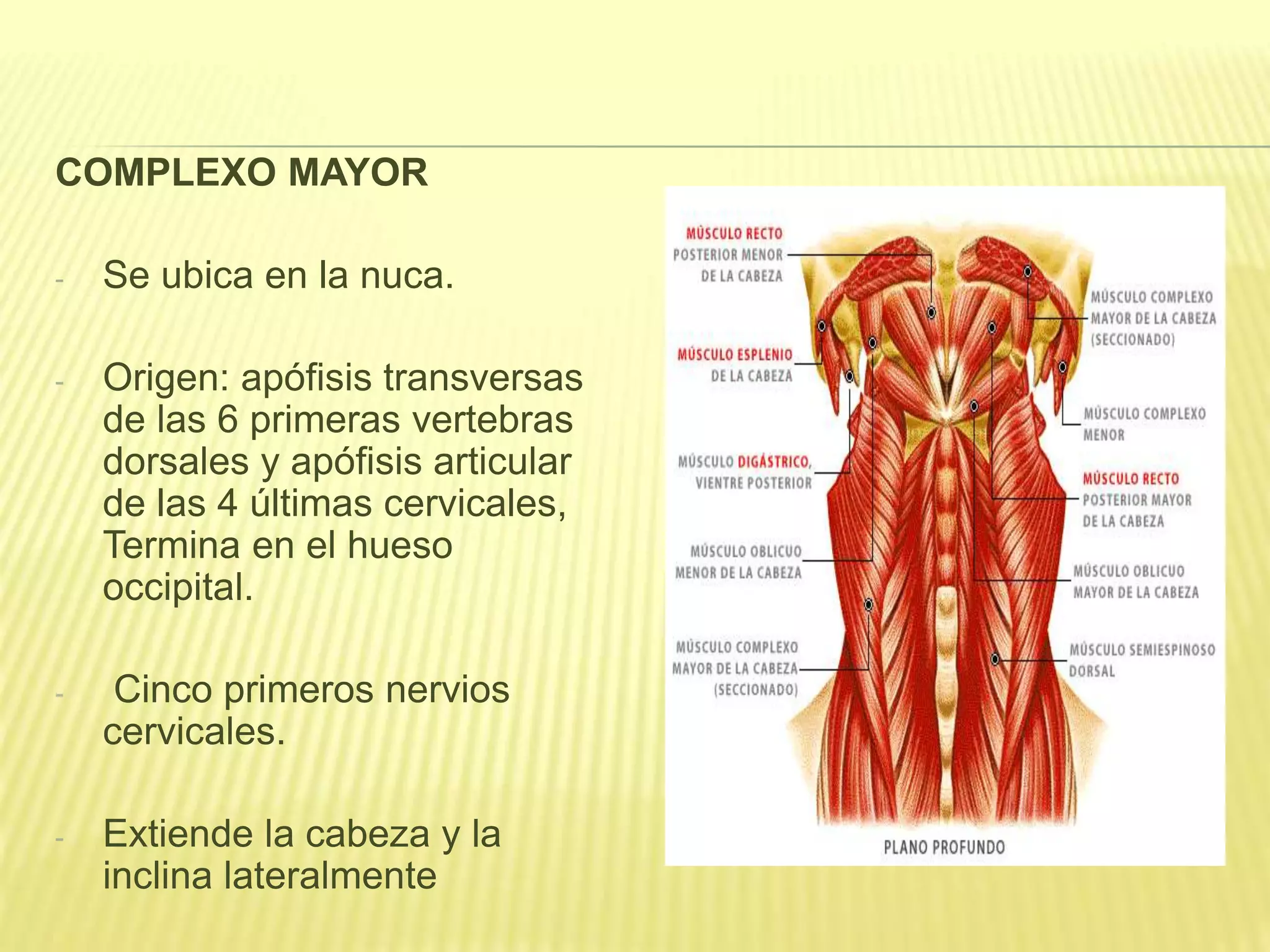 Musculos de cuello | PPT