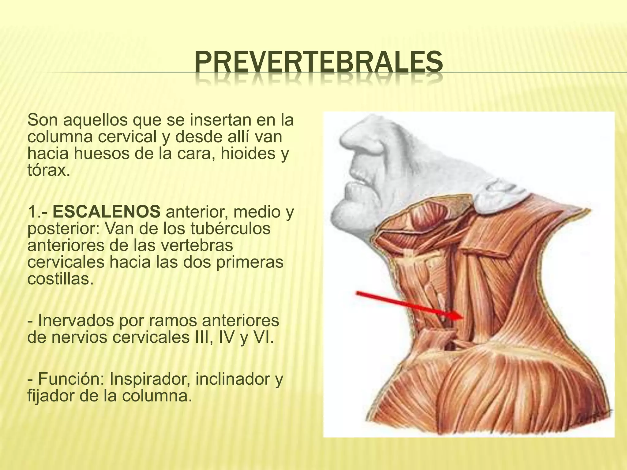 Musculos de cuello | PPTX