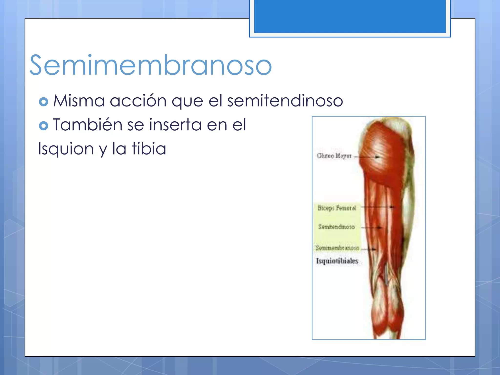 Musculos de el muslo | PPT