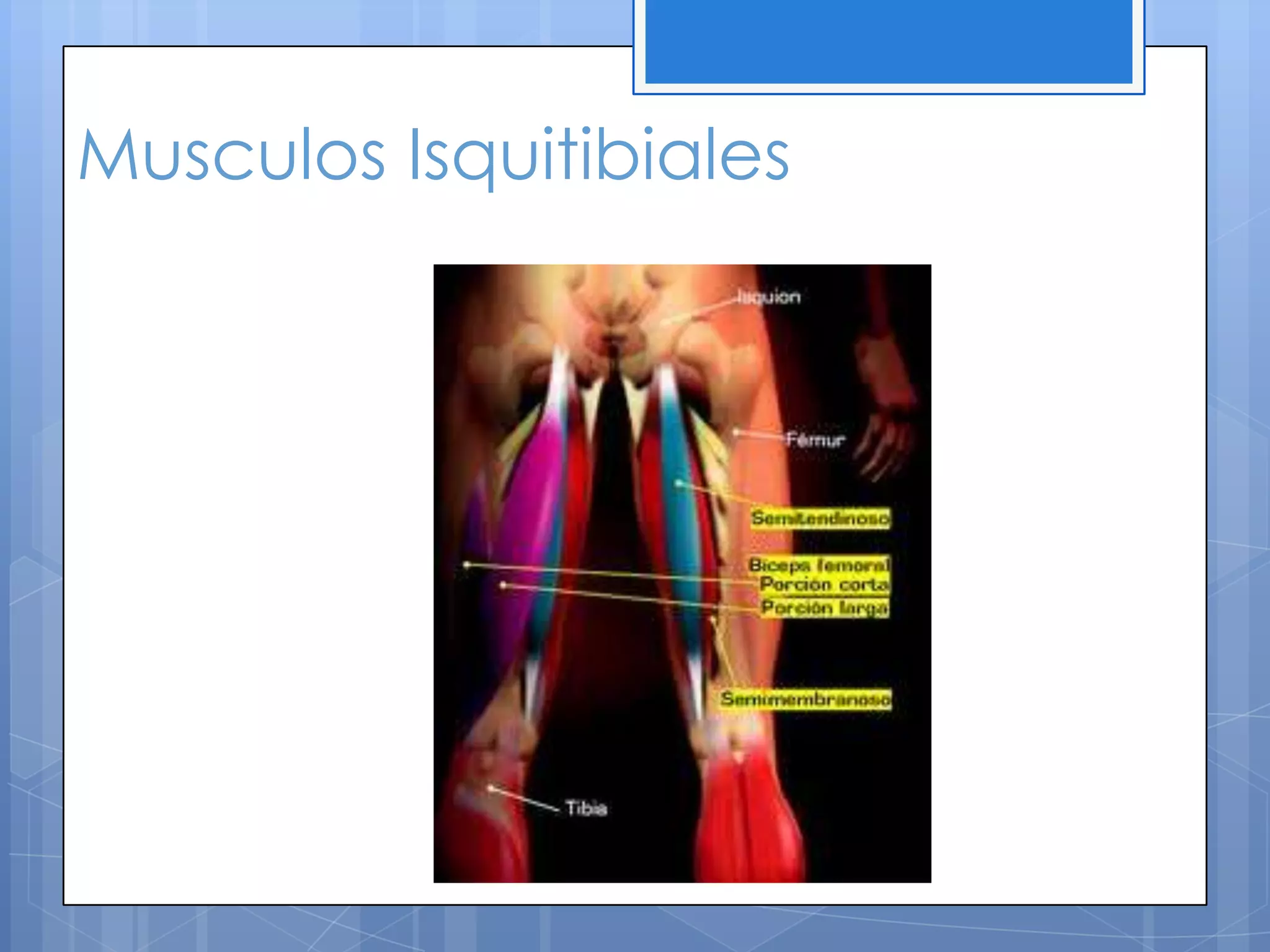 Musculos de el muslo | PPT