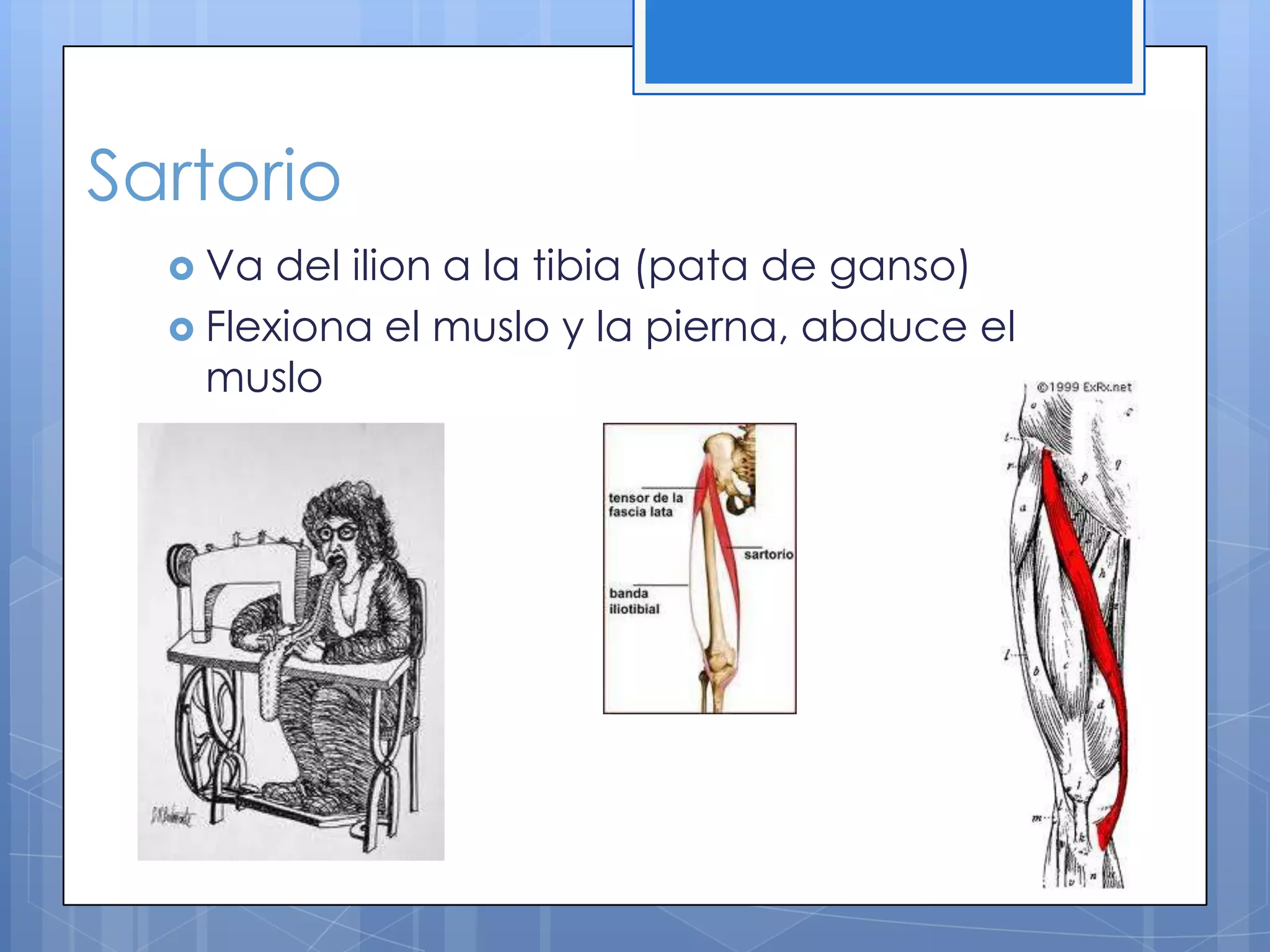 Musculos de el muslo | PPT