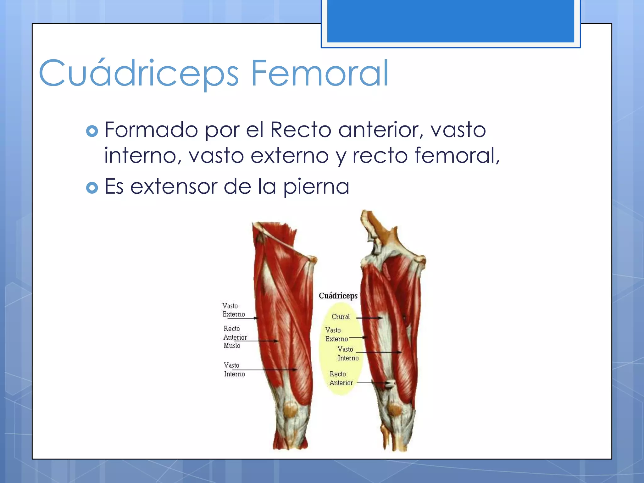 Musculos de el muslo | PPT