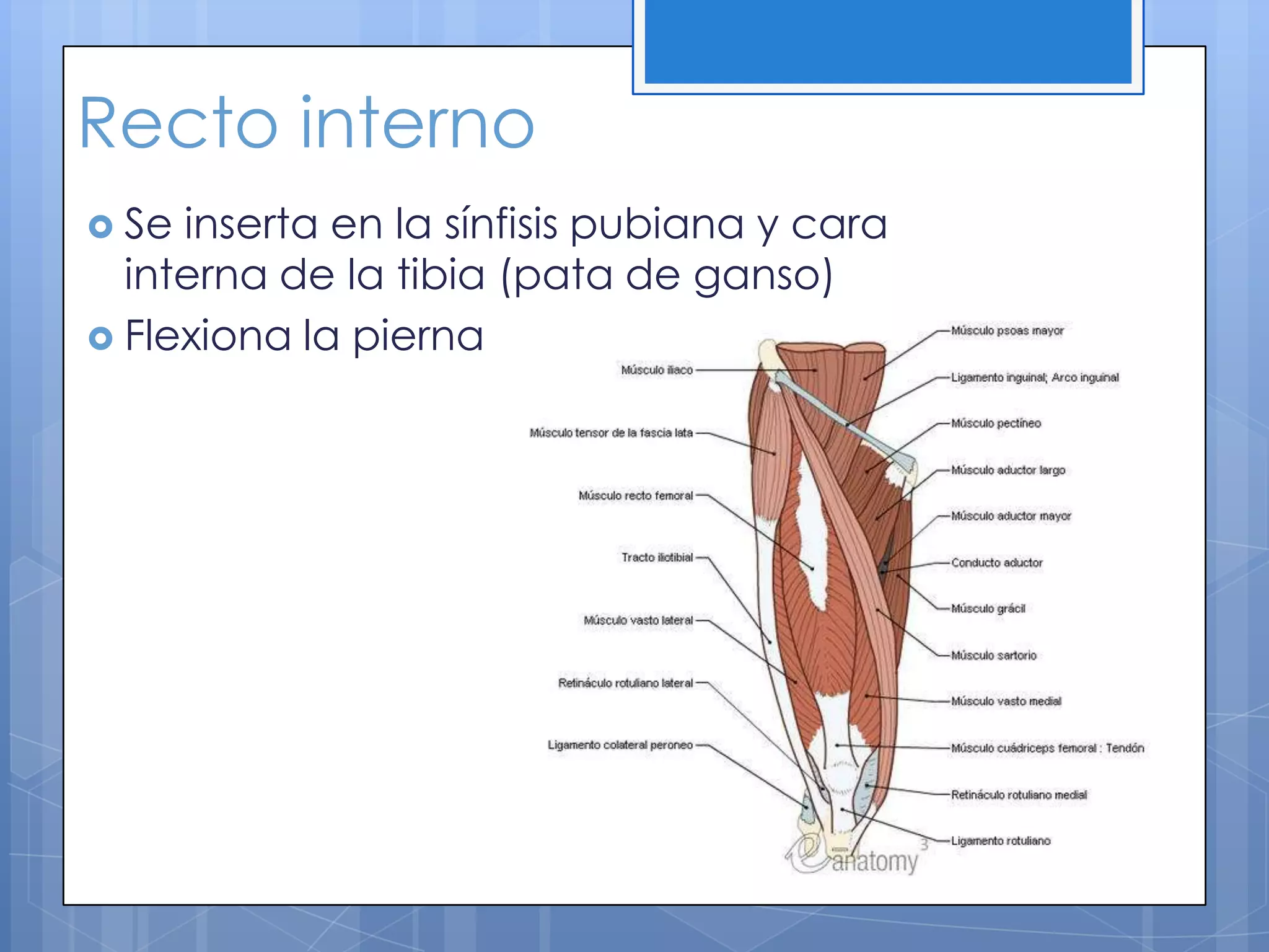 Musculos de el muslo | PPT