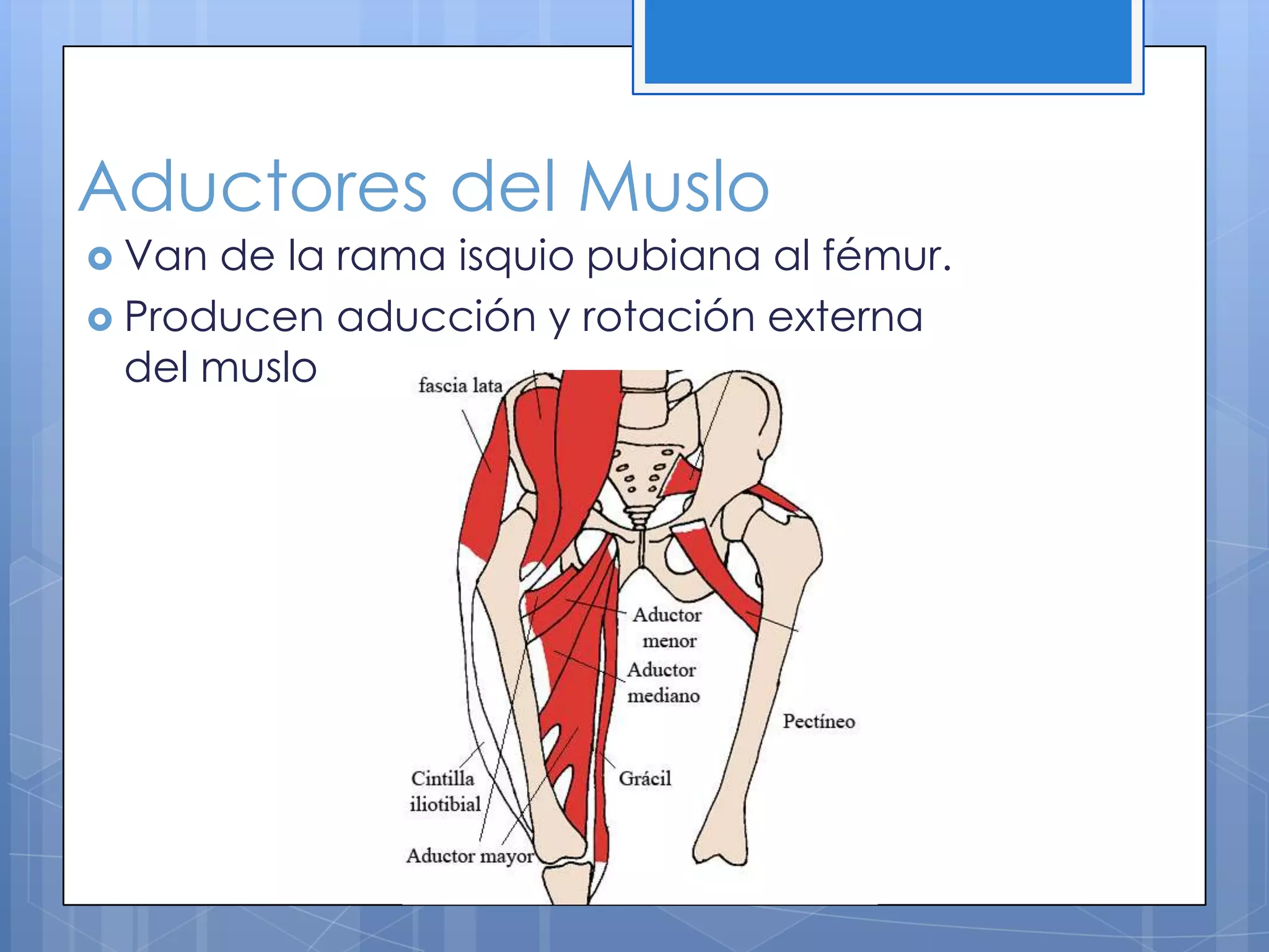 Musculos de el muslo | PPT